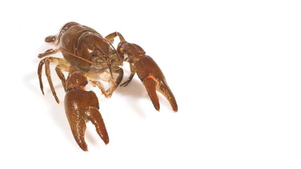 freshwater-crustaceans - Sunbeam Aquarium Singapore