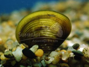 Mollusks - Sunbeam Aquarium Singapore