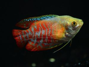 Fresh Water Fish - Sunbeam Aquarium Singapore