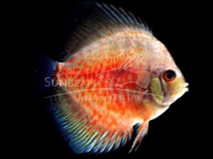 Fresh Water Fish - Discus Fishes - Sunbeam Aquarium Singapore