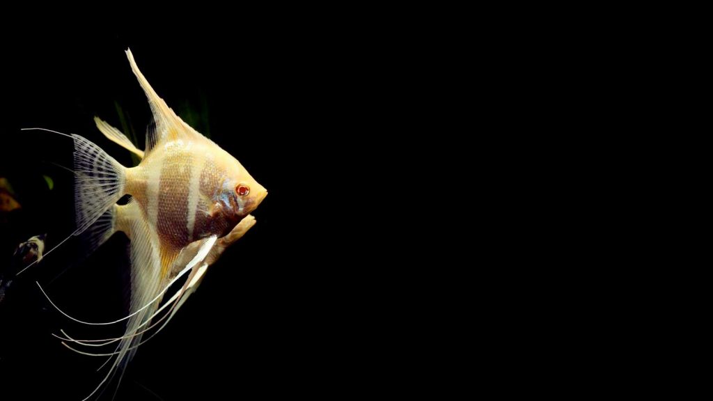 freshwater-angel - Sunbeam Aquarium Singapore