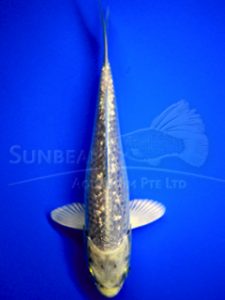 Fresh Water Fish - Koi Fishes - Sunbeam Aquarium Singapore
