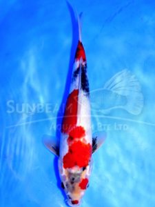 Fresh Water Fish - Koi Fishes - Sunbeam Aquarium Singapore