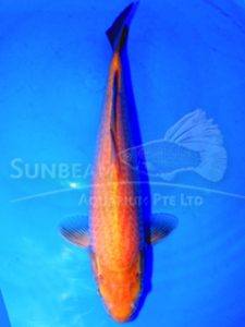 Fresh Water Fish - Koi Fishes - Sunbeam Aquarium Singapore