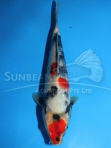Fresh Water Fish - Koi Fishes - Sunbeam Aquarium Singapore