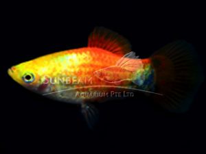 Fresh Water Fish - Platy - Sunbeam Aquarium Singapore