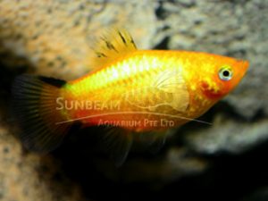 Fresh Water Fish - Platy - Sunbeam Aquarium Singapore