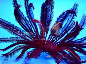 Marine Feather Stars - Sunbeam Aquarium Singapore