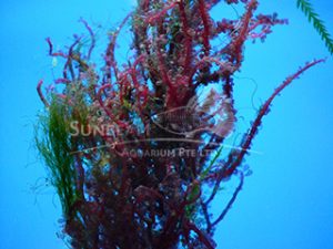 Marine Algae Plant - Sunbeam Aquarium Singapore