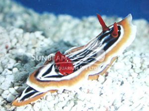 Marine Sea Slug - Sunbeam Aquarium Singapore