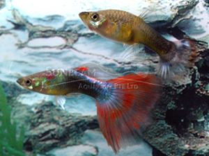 Fresh Water Fish - Guppy - Sunbeam Aquarium Singapore