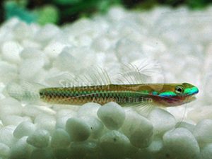 Fresh Water Fish - Goby | Sunbeam Aquarium Singapore