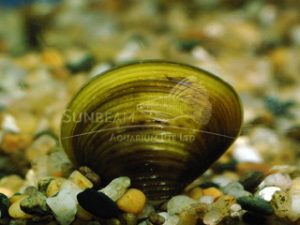 Freshwater - Clams and Mussels - Sunbeam Aquarium Singapore