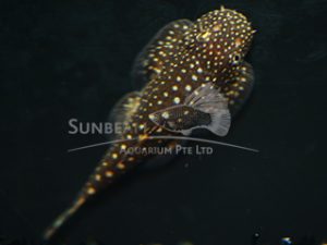 Fresh Water Fish - Loach - Sunbeam Aquarium Singapore