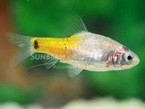 Fresh Water Fish - Barb - Sunbeam Aquarium Singapore