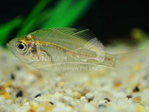 Fresh Water Fish - Glass Fish - Sunbeam Aquarium Singapore