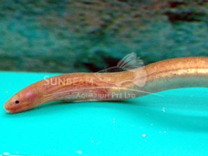 Fresh Water Fish - Eel - Sunbeam Aquarium Singapore