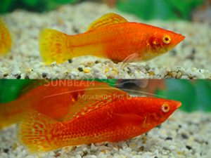 Freshwater Molly Fishes - Sunbeam Aquarium Singapore