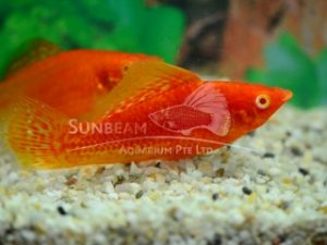 Freshwater Molly Fishes - Sunbeam Aquarium Singapore