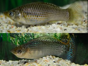 Freshwater Molly Fishes - Sunbeam Aquarium Singapore