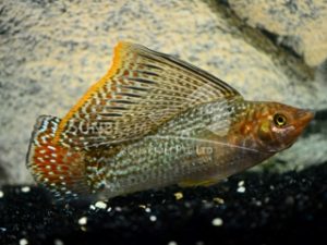 Freshwater Molly Fishes - Sunbeam Aquarium Singapore