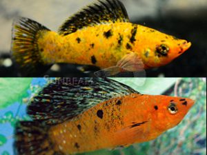 Freshwater Molly Fishes - Sunbeam Aquarium Singapore