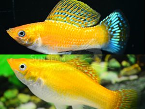 Freshwater Molly Fishes - Sunbeam Aquarium Singapore