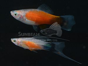 Fresh Water Fish - Swordtail - Sunbeam Aquarium Singapore