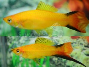 Fresh Water Fish - Swordtail - Sunbeam Aquarium Singapore