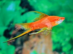 Fresh Water Fish - Swordtail - Sunbeam Aquarium Singapore