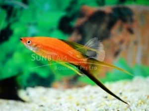 Fresh Water Fish - Swordtail - Sunbeam Aquarium Singapore