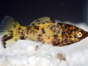 Freshwater Molly Fishes - Sunbeam Aquarium Singapore