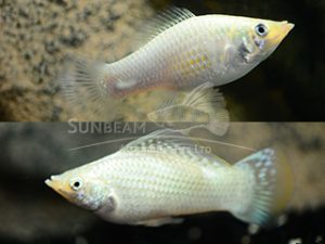 Freshwater Molly Fishes - Sunbeam Aquarium Singapore