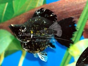 Freshwater Molly Fishes - Sunbeam Aquarium Singapore