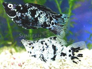 Freshwater Molly Fishes - Sunbeam Aquarium Singapore