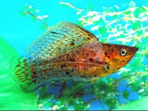 Freshwater Molly Fishes - Sunbeam Aquarium Singapore