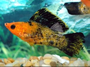 Freshwater Molly Fishes - Sunbeam Aquarium Singapore