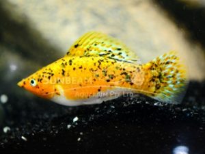 Freshwater Molly Fishes - Sunbeam Aquarium Singapore
