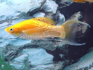 Freshwater Molly Fishes - Sunbeam Aquarium Singapore