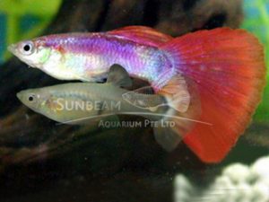 Fresh Water Fish - Guppy - Sunbeam Aquarium Singapore