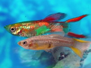 Fresh Water Fish - Guppy - Sunbeam Aquarium Singapore