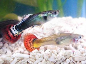Fresh Water Fish - Guppy - Sunbeam Aquarium Singapore
