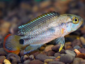 Fresh Water Fish - Cichlid - Sunbeam Aquarium Singapore