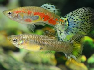 Fresh Water Fish - Guppy - Sunbeam Aquarium Singapore