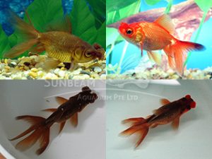 Fresh Water Fish - Goldfish - Sunbeam Aquarium Singapore