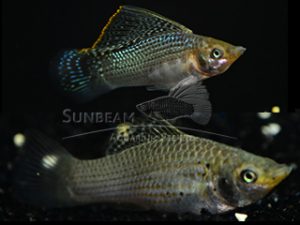 Freshwater Molly Fishes - Sunbeam Aquarium Singapore