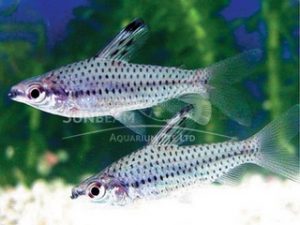 Fresh Water Fish - Tetra - Sunbeam Aquarium Singapore