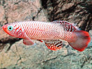 Fresh Water Fish - Killiefish - Sunbeam Aquarium Singapore
