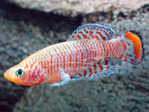Fresh Water Fish - Killifish - Sunbeam Aquarium Singapore