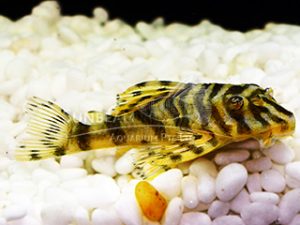 Fresh Water Fish - L number Plecos - Sunbeam Aquarium Singapore